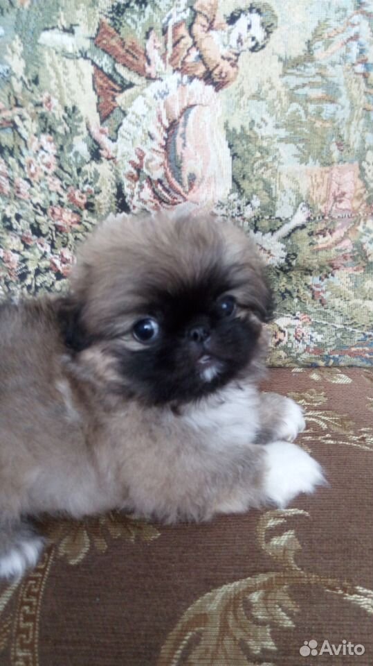 Настоящие пекинесы