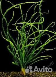 Кринум волнистый