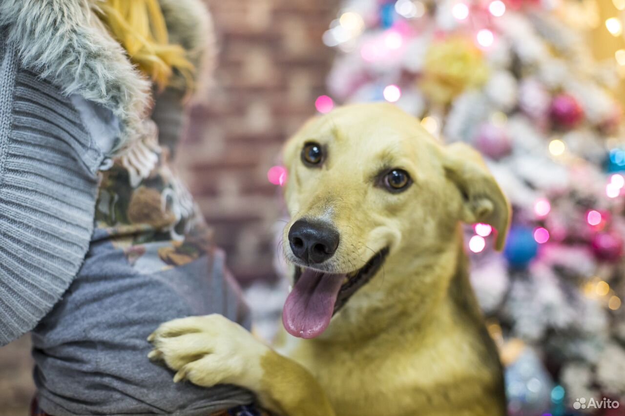 Отдам, в дар собака Лея