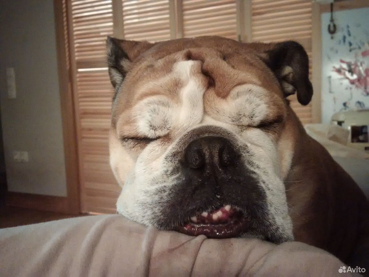 Догситтер для собак (передержка)