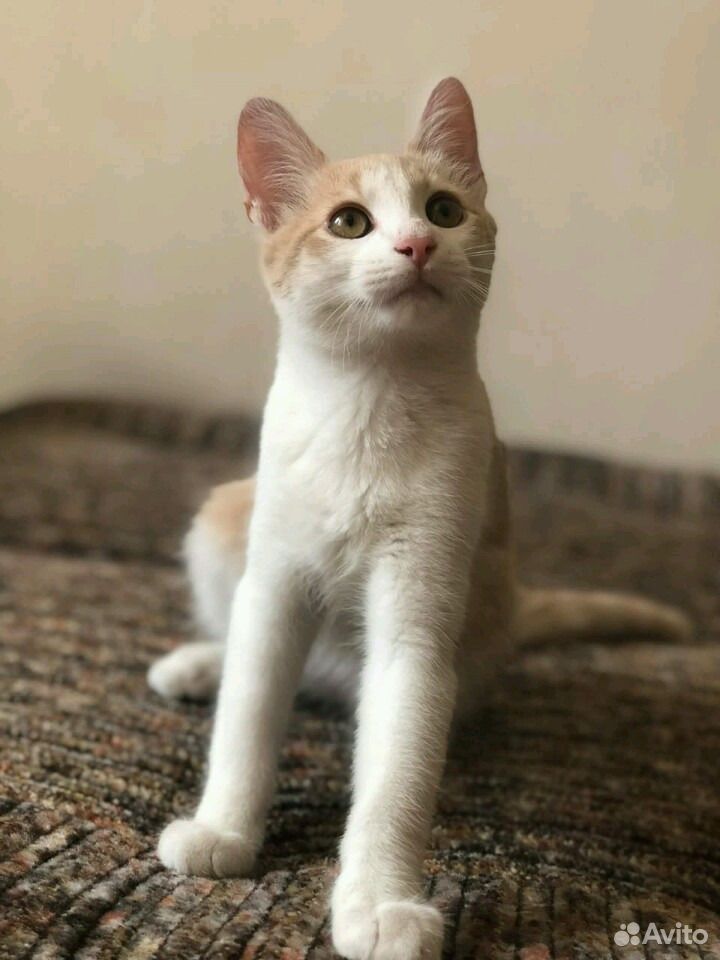 Котёнок Персик 4 месяца в добрые руки