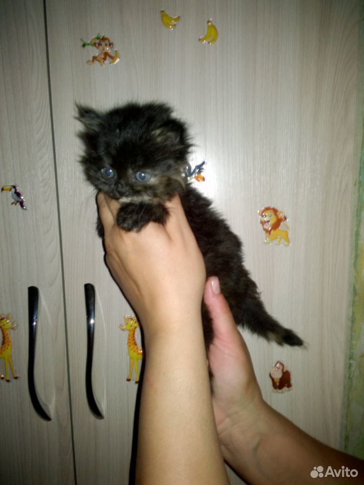 Отдам замечательную кошачью малышку