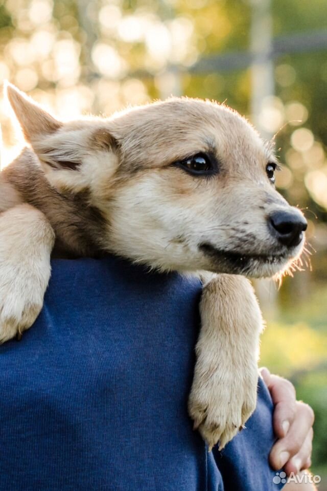 Маленький лисёнок Дина в добрые руки