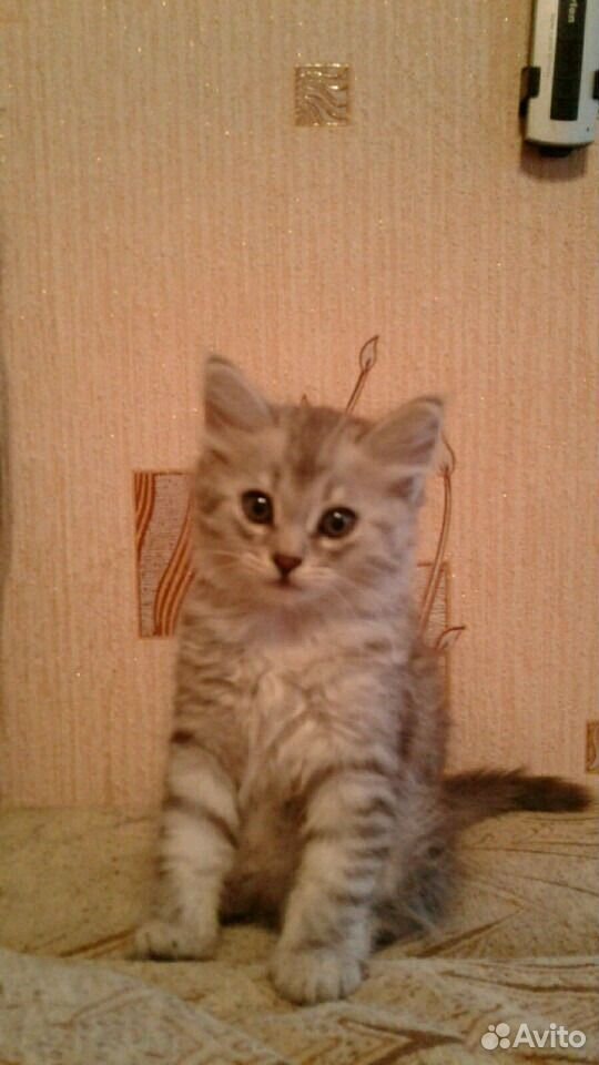 Метисы мэйн-куна