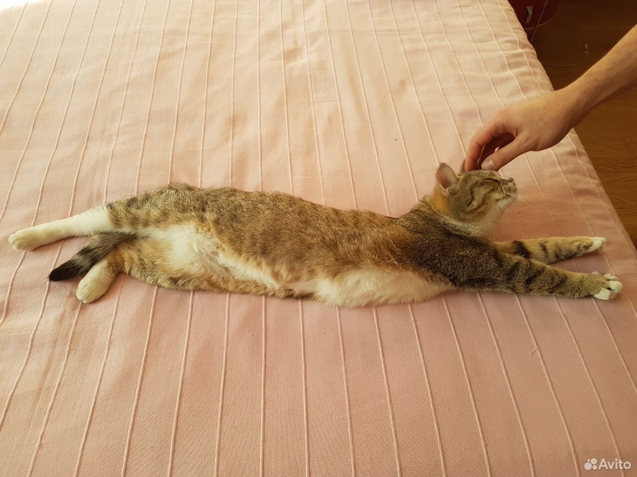 Кошка