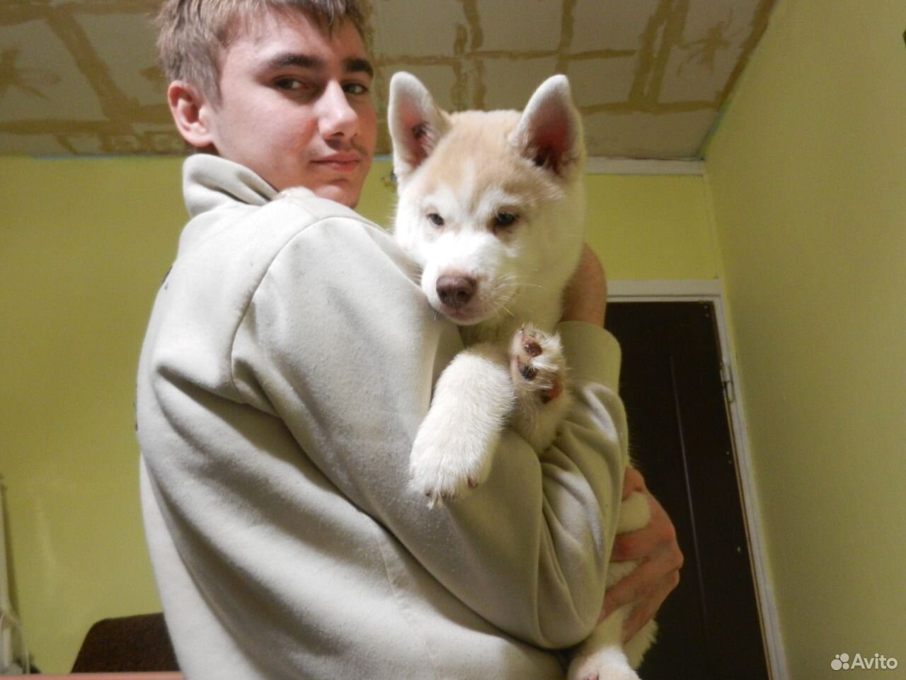 Мальчик хаски 3 месяца