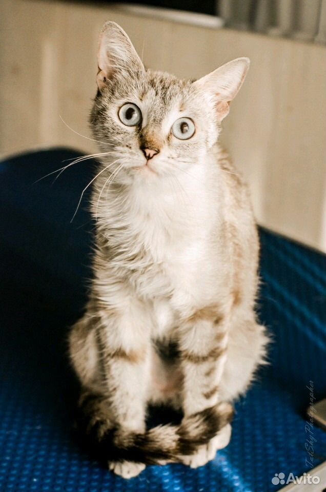 Сонечка (маленькая тайка)