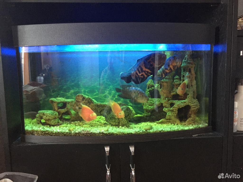 Аквариум с жителями