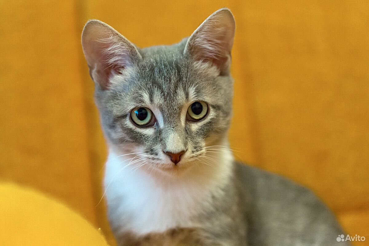 Котик Тимофей ищет любящих хозяев
