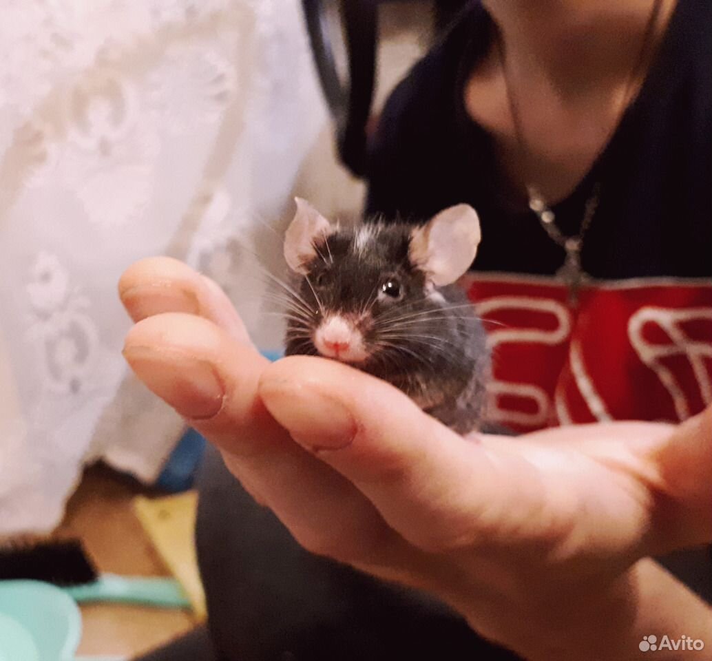 Черные сатиновые мыши(мальчик, девочка)