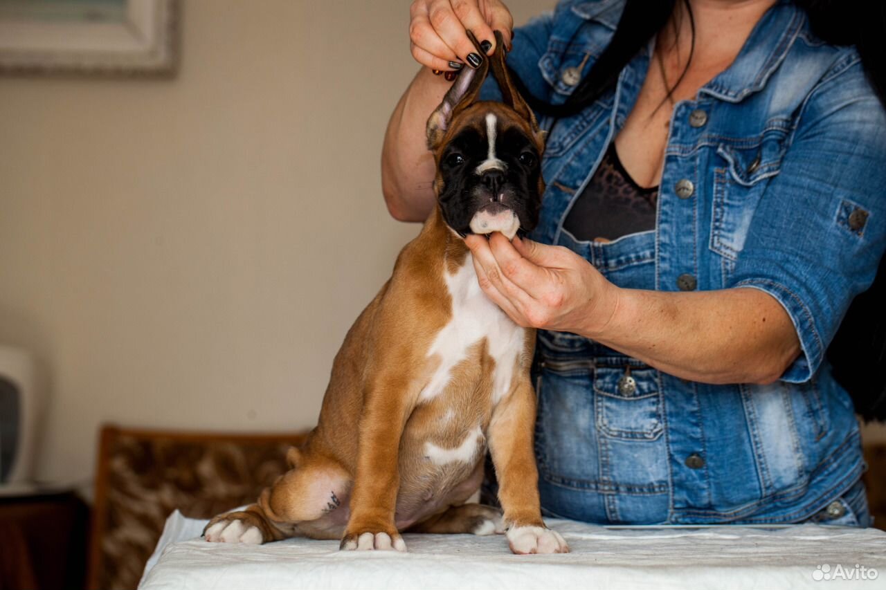 Боксеры щенки