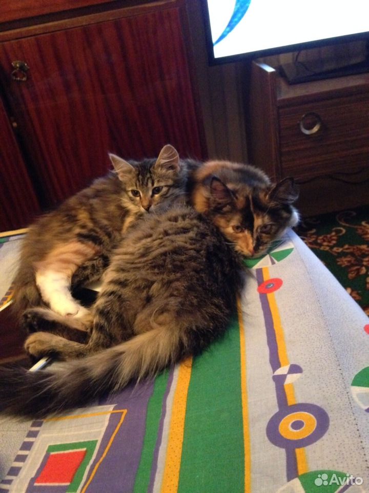 Две милые сестренки Пуся и Муся ищут хозяина