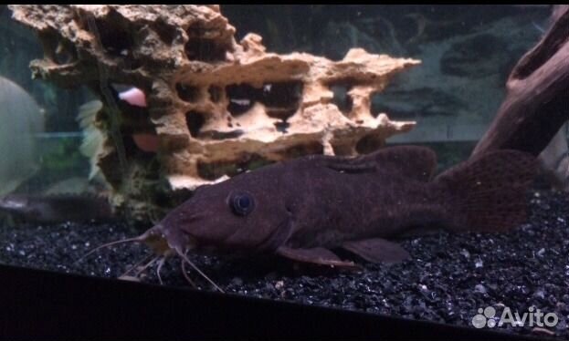 Жирафовый сом