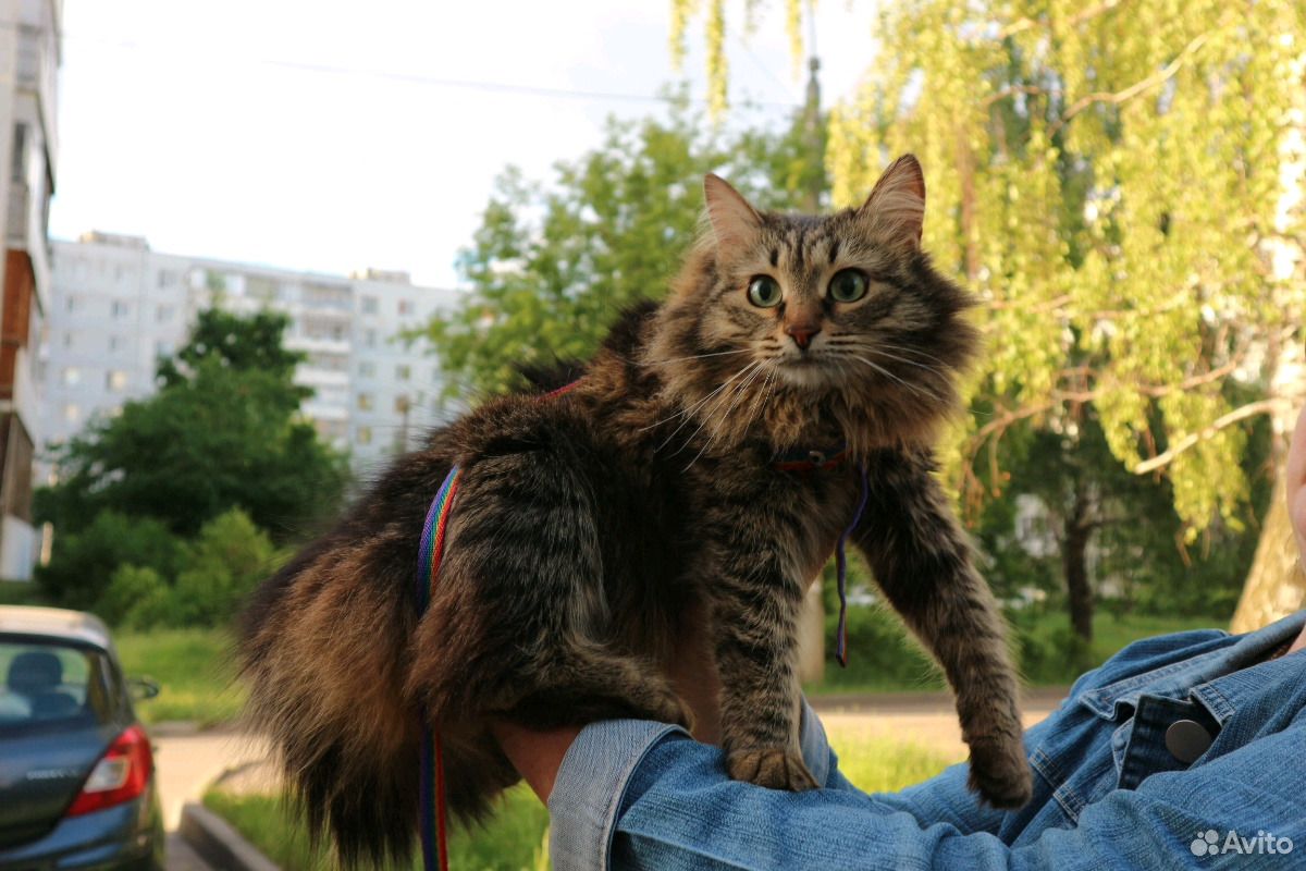 Шикарная кошечка Зена