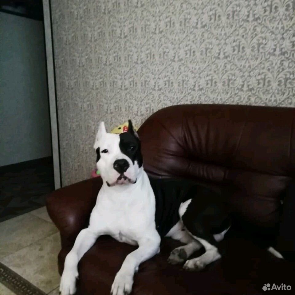 Для вязки. Ам Стафф Терьер. Развязан