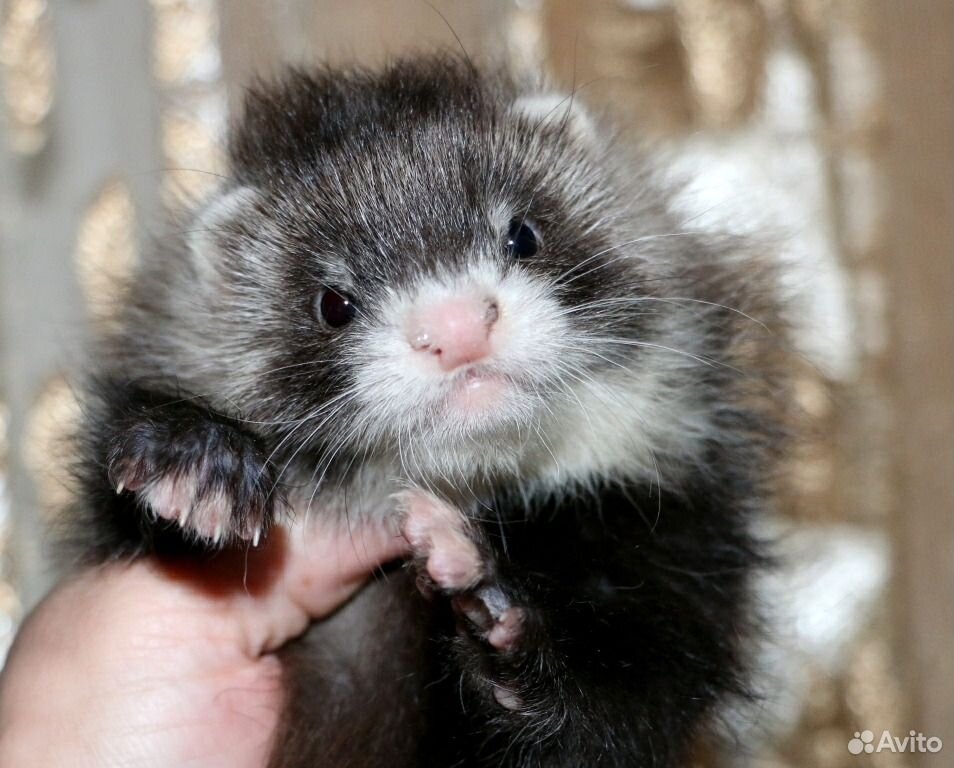 Ангорские фретки