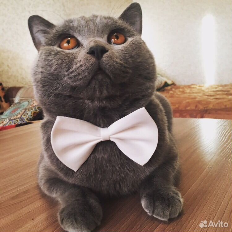 Британец для вязки(хочет жениться)