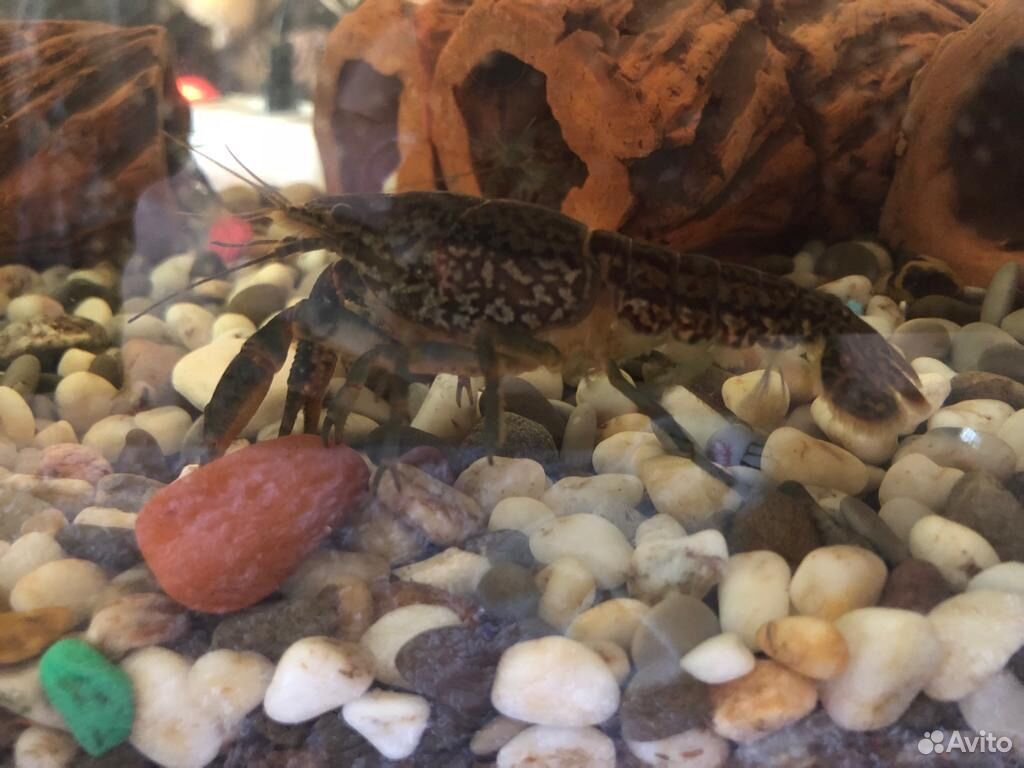 Рак мраморный