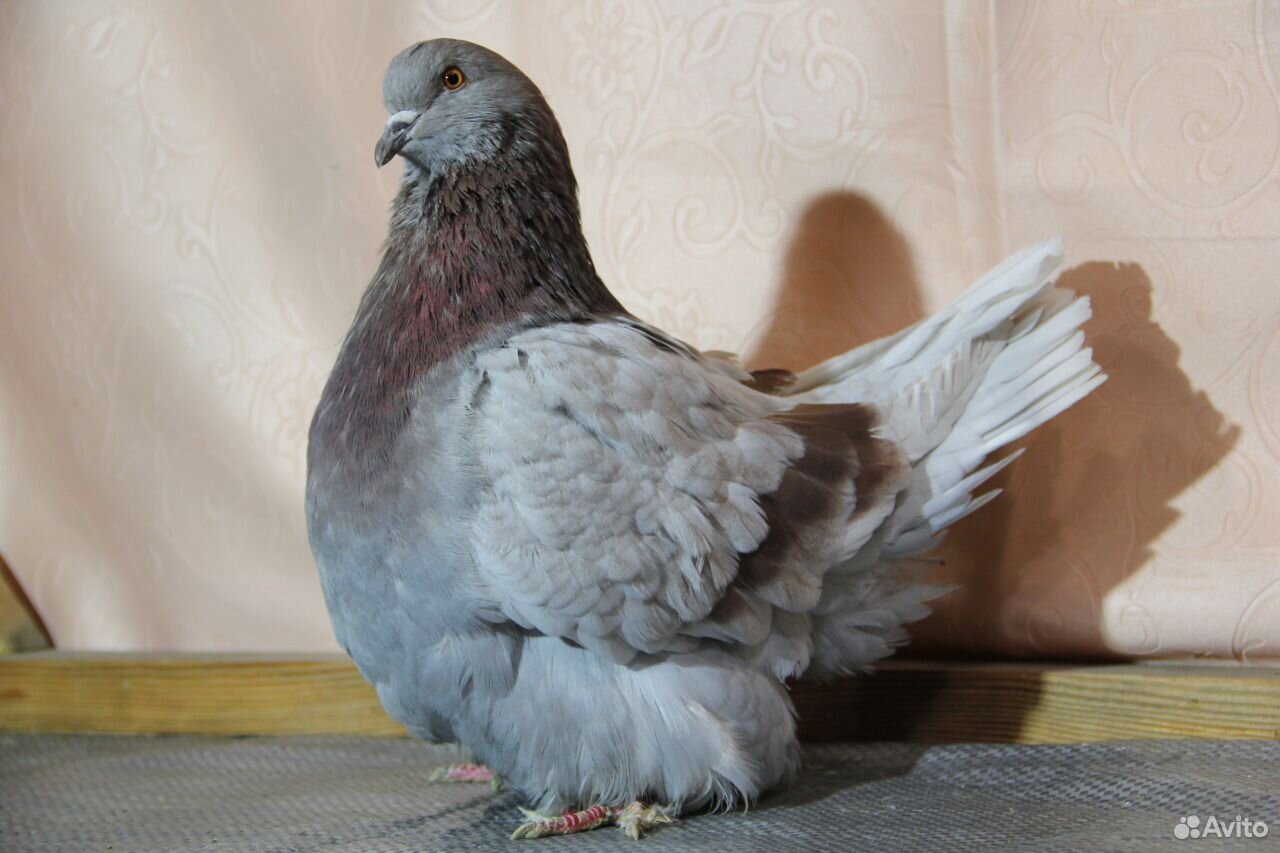 Продаем крупных мясных голубей разных пород