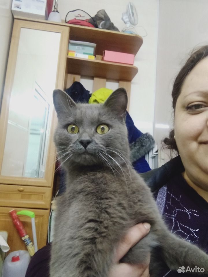 Ищу хозяев ласковому котику- район северо-западны