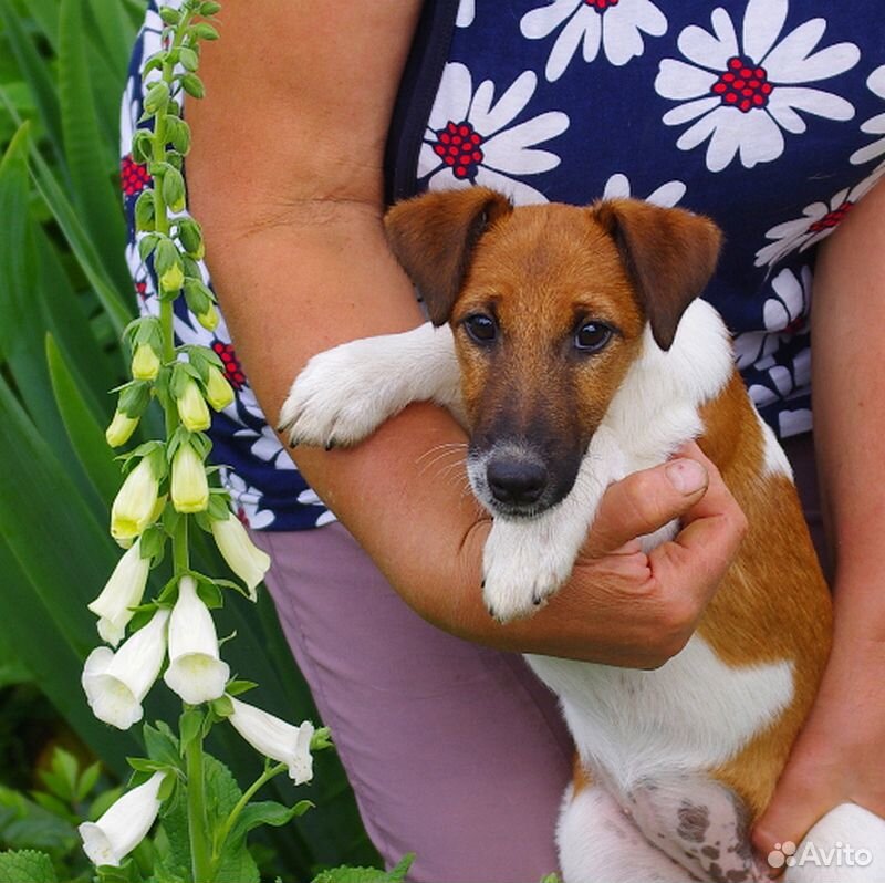 Щенки гладкошерстного фокстерьера. П-к Никон Фокс