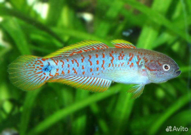 Элеотрис ковровый (Tateurdina ocellicauda)