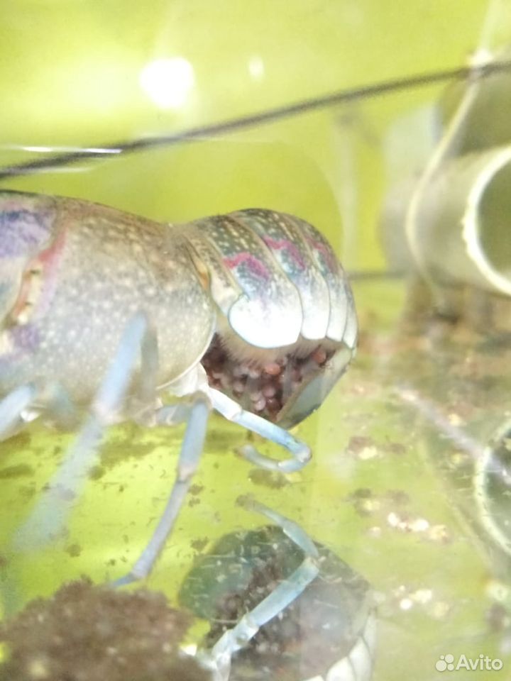 Рак австралийский красноклешневый