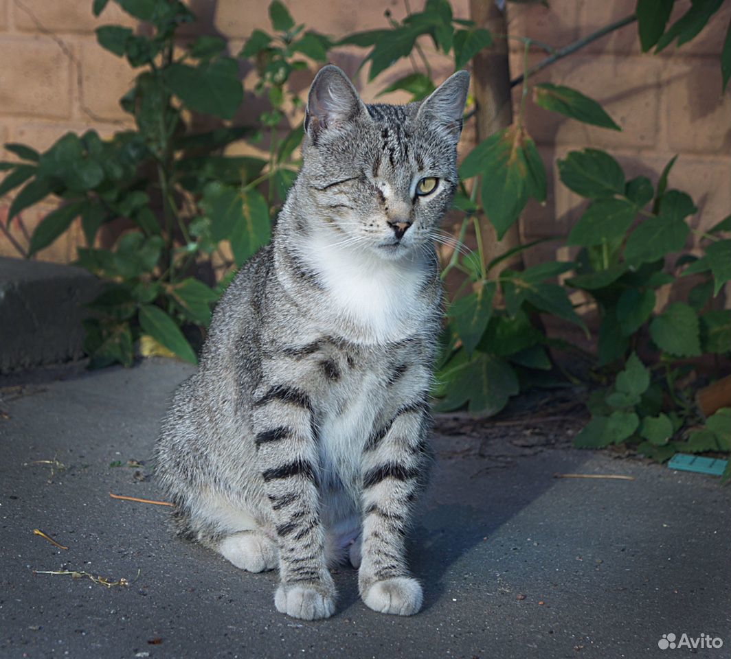 Верная Анюта в добрые руки