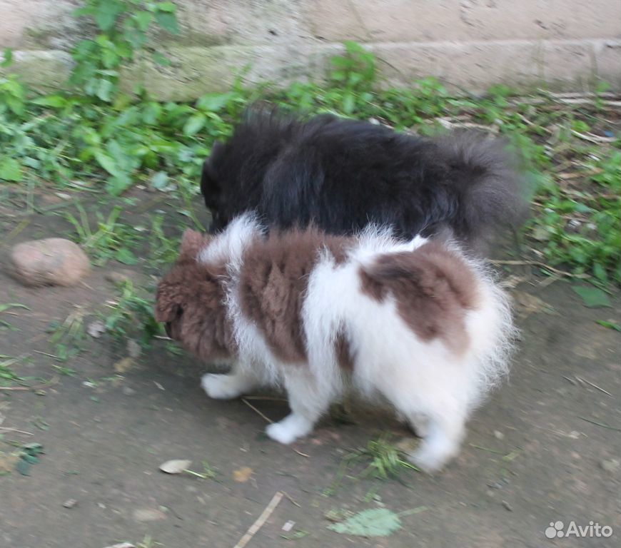 Шпиц парень цветной пати-колор