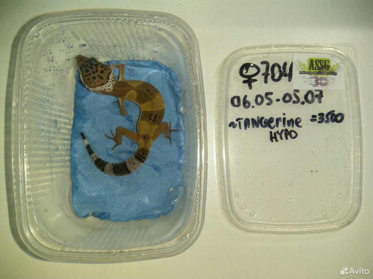 Эублефар коричневый