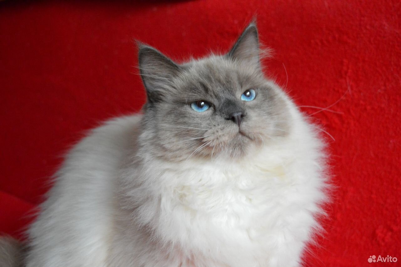 Невский юный котик