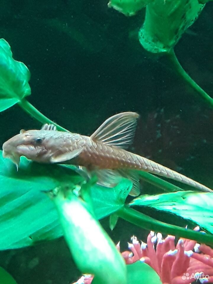 Рыбки аквариумные