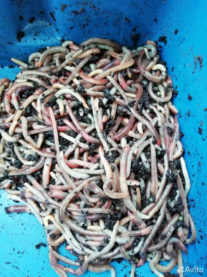 Дендробена венета