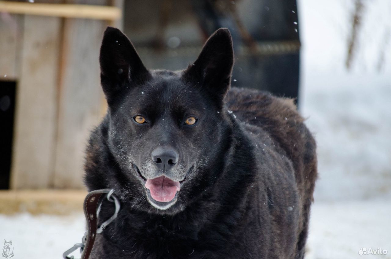 Чарли в поисках дома