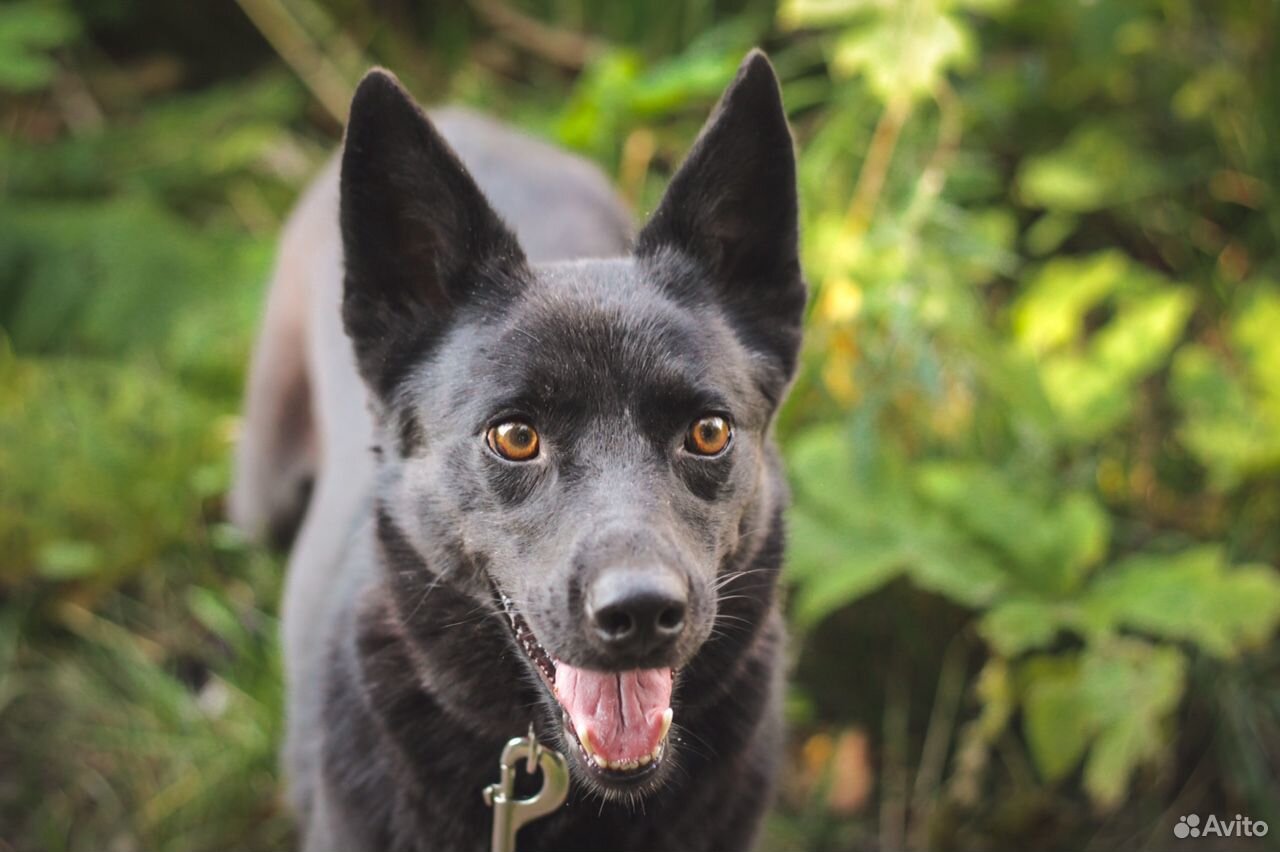 Алиса в хорошие руки