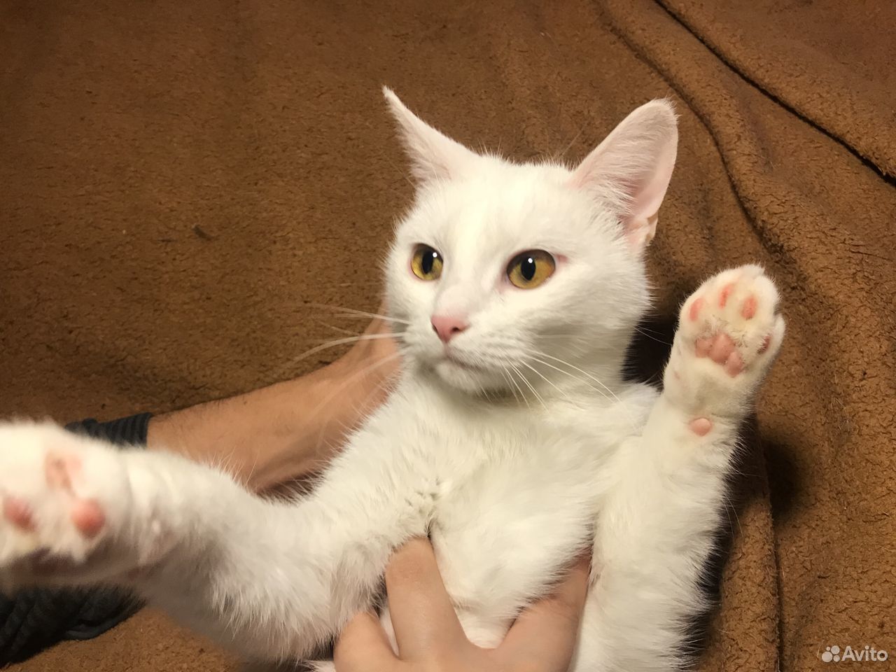 Белоснежная кошка в добрые руки