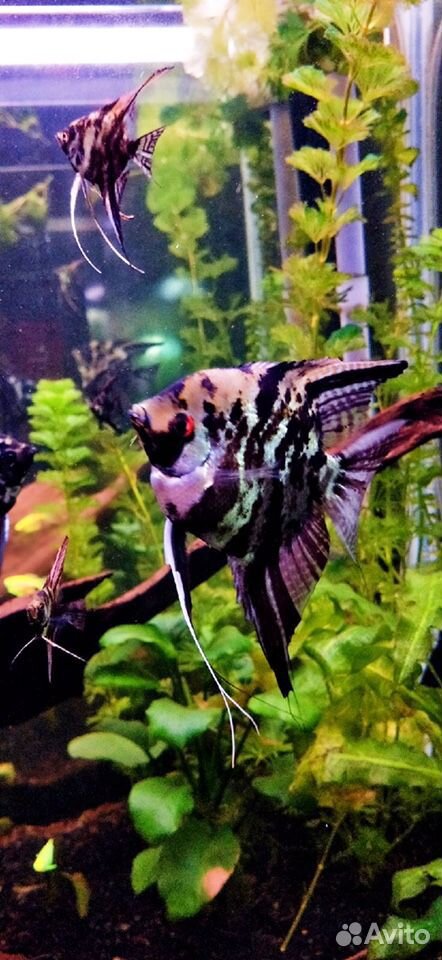 Мраморные скалярии большие