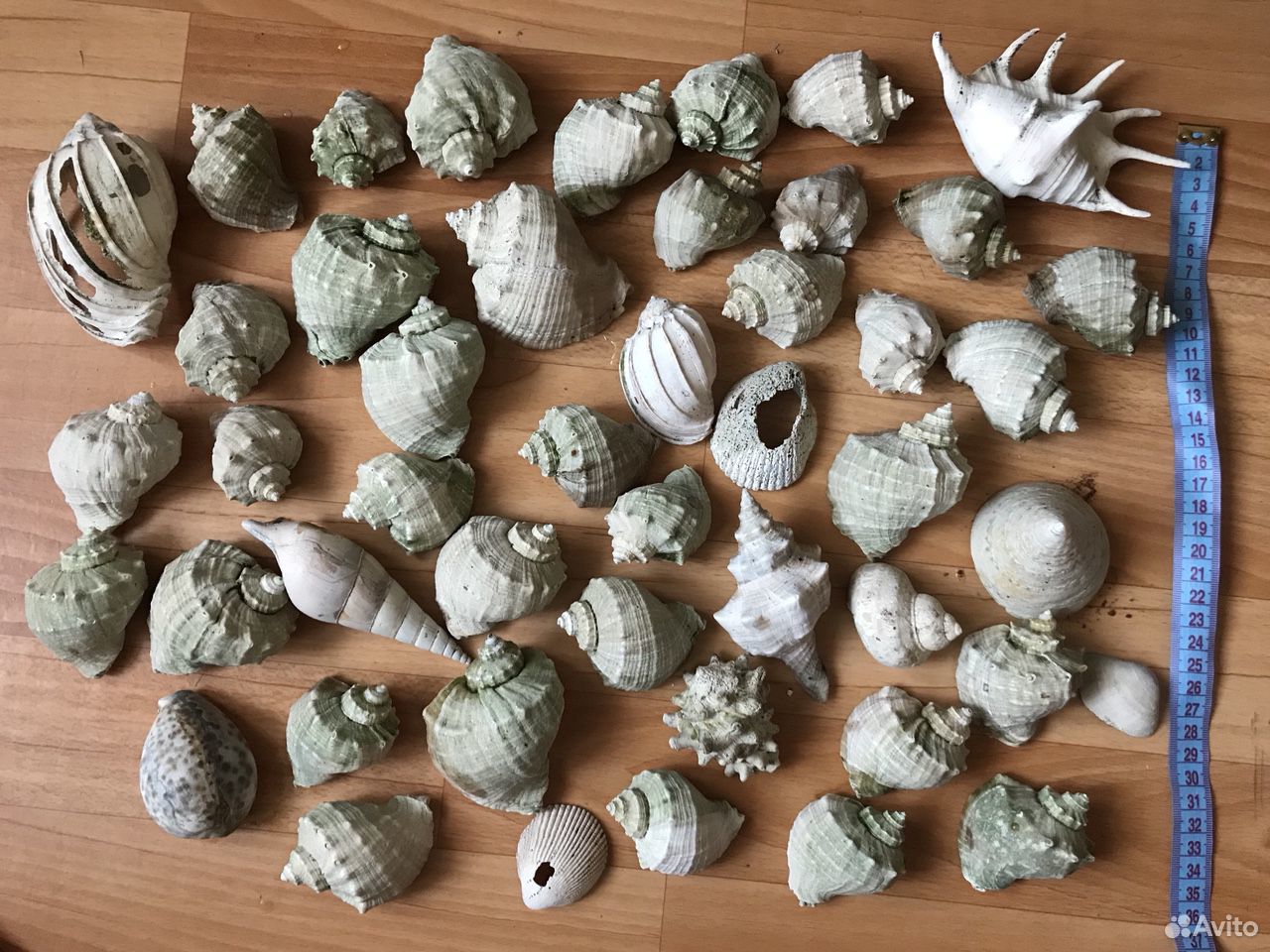 Ракушки, декор, грунт для аквариума обмен на рыбок