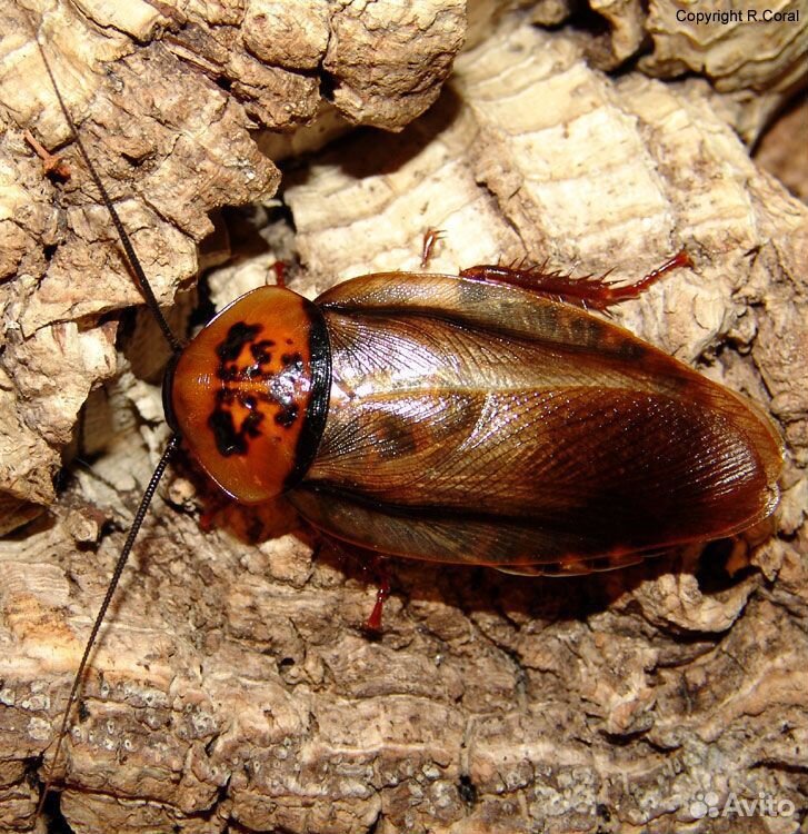 Таракан Оранжевоголовый (Eublaberus posticus)