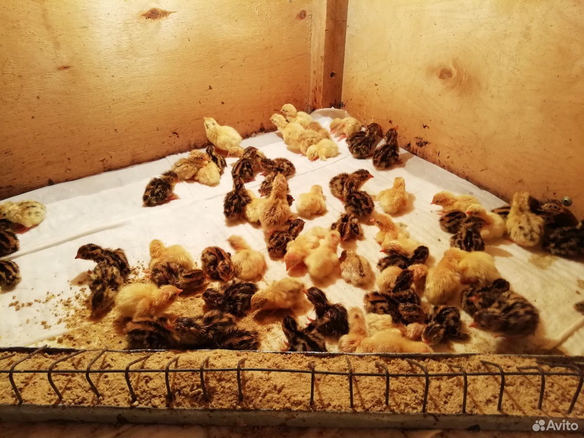 Цыплята перепелов