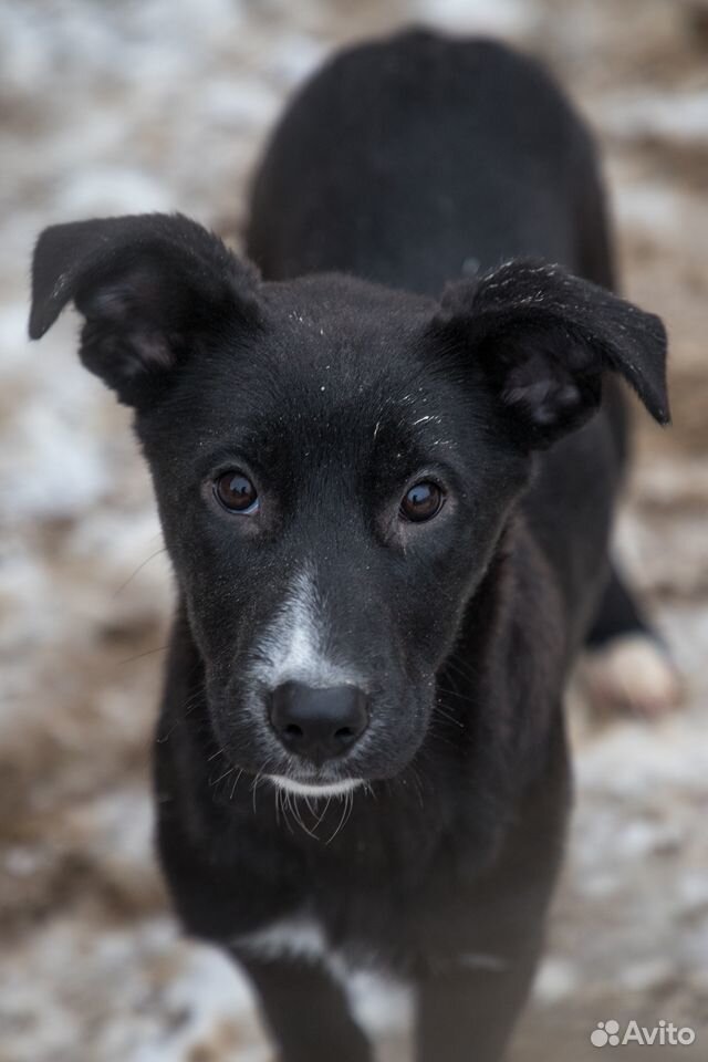 Креветка Габи в дар в добрые руки