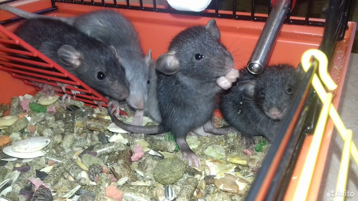 Питомник крысят Дамбо