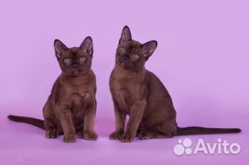 Бурманские котята с доставкой