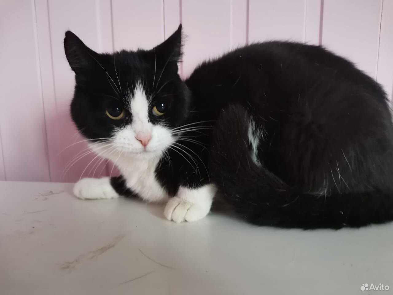 Тайра ищет дом