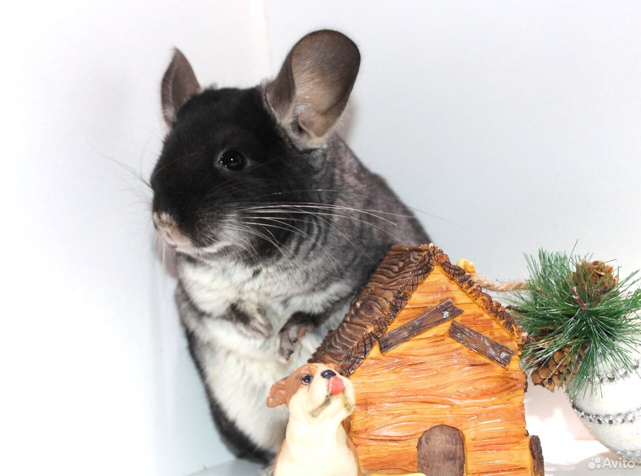 Шиншилла Черный Бархат девочка