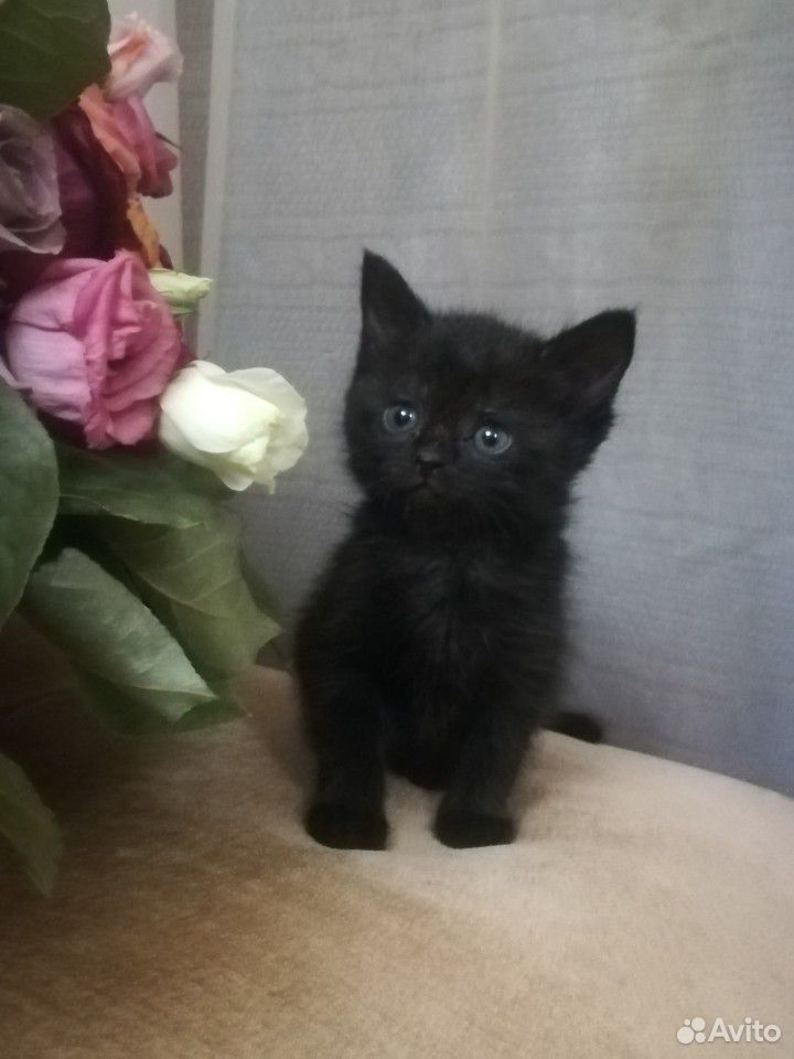 Котята помесь русской голубой кошки и чёрного