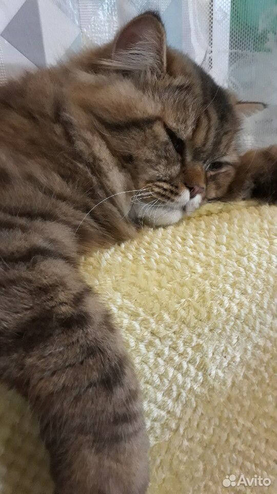 Тигр ищет подружку