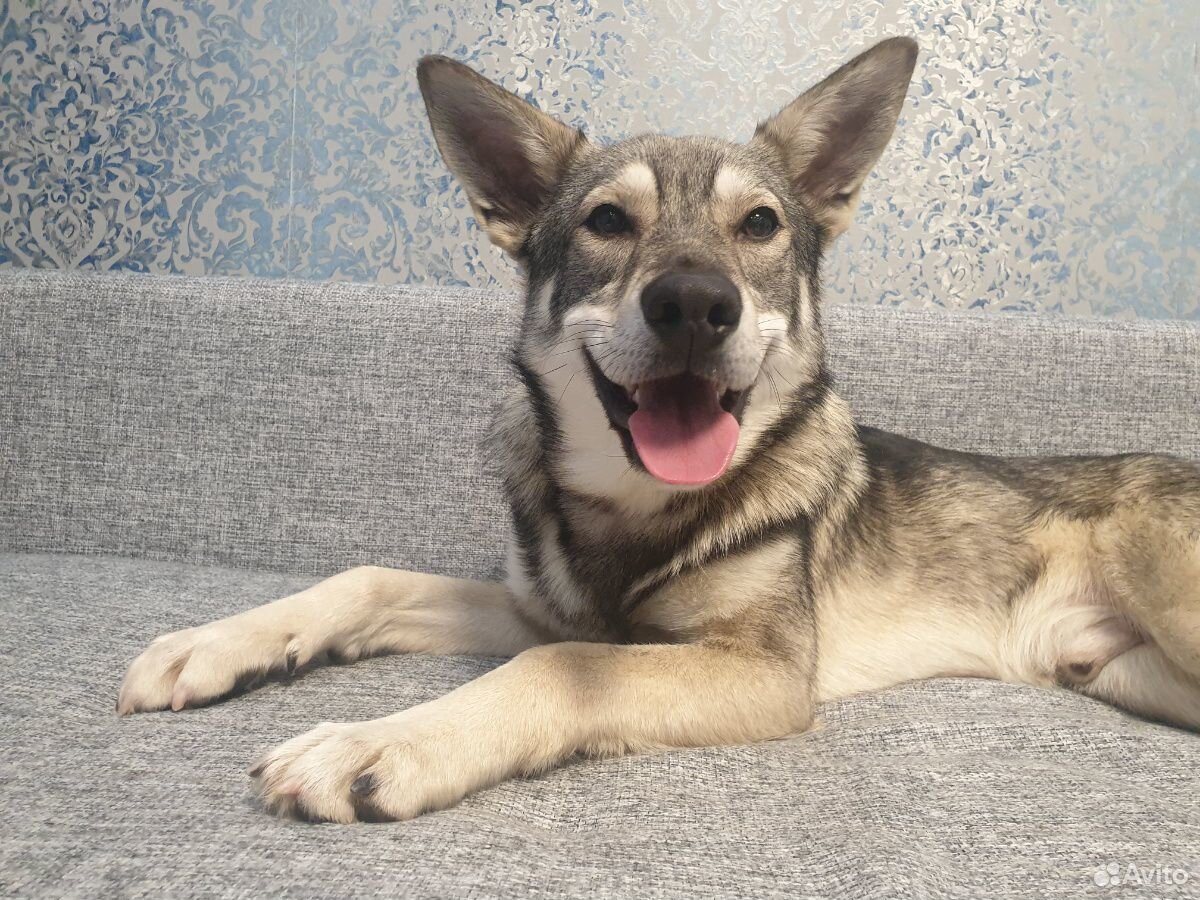 Метис волчонка в дар