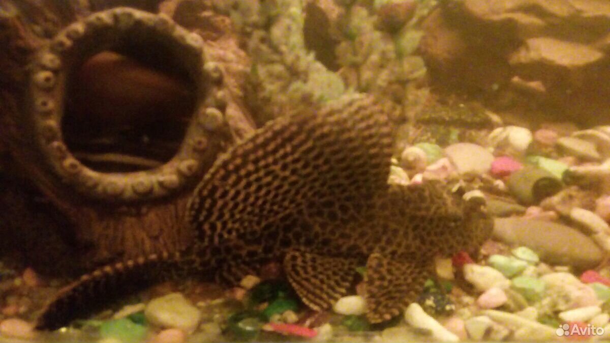 Аквариумная рыбка Сом птеригоплихт парчевый