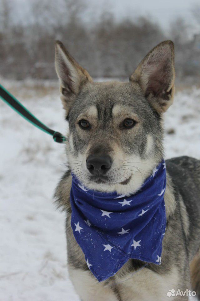 Добрый щенок Вульфи в дар